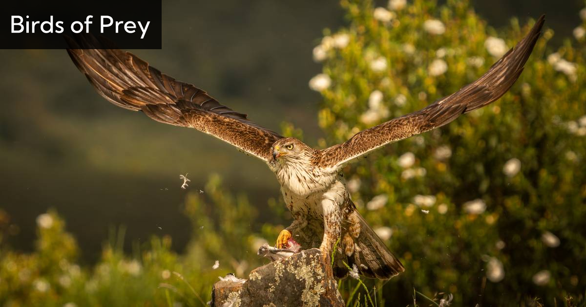 Birds of Prey | Species | Dom Barker